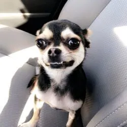 Becky G Pets - Celebrity Pets