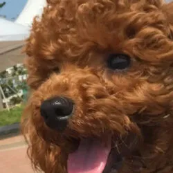 SUGA (Singer) Pets - Celebrity Pets