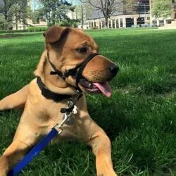 XXXTENTACION Pets - Celebrity Pets