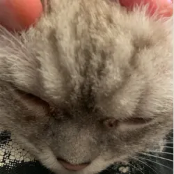 Gerard Way Pets - Celebrity Pets