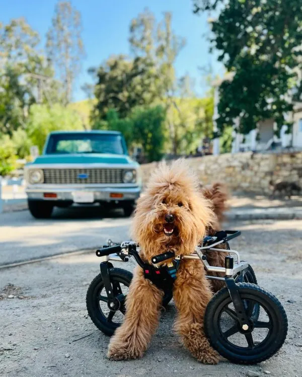 Josh the Doodle – Raising Awareness for Special Needs Dogs - Celebrity Pets