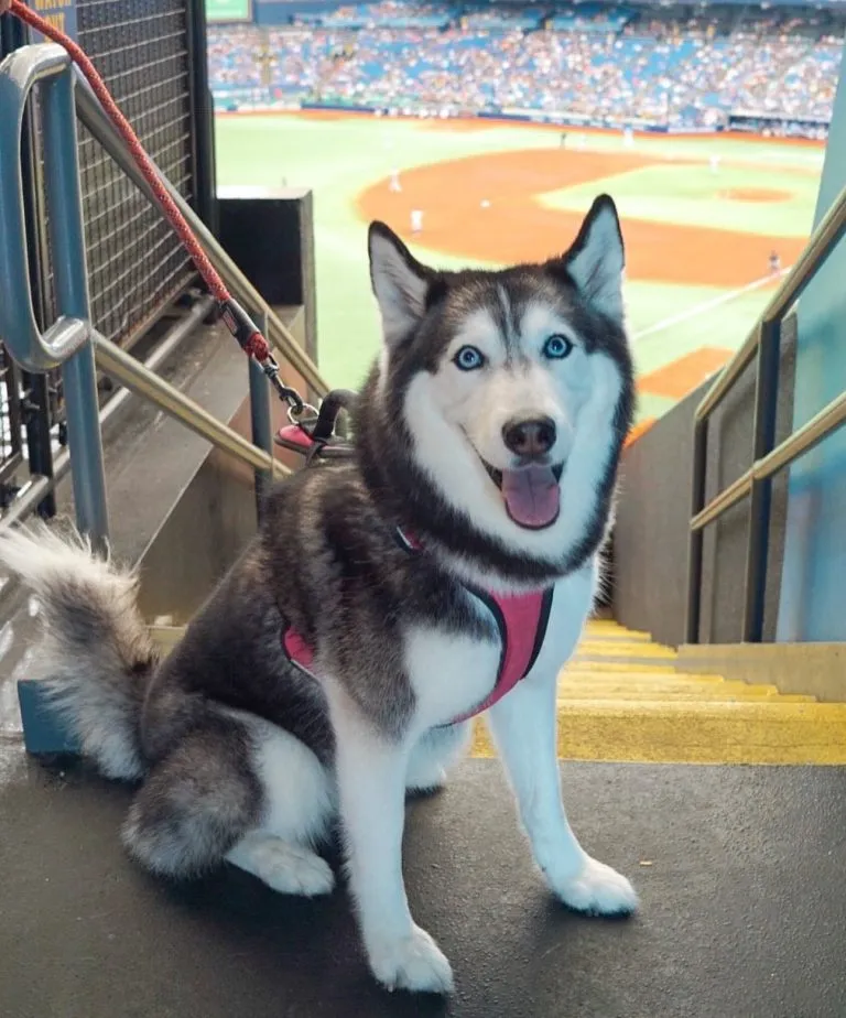 Meeka the Husky Has A Lot To Say And We Should Be Listening - Celebrity ...