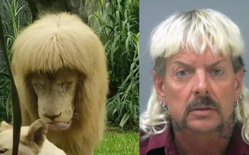 This Lion has a Mullet. - Celebrity Pets