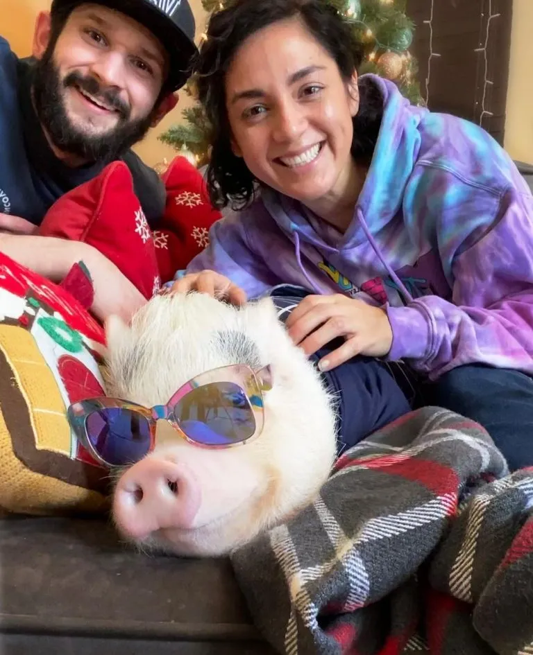 Hamlet the Piggy a Therapy Micro Pig That Thinks She’s a Dog ...