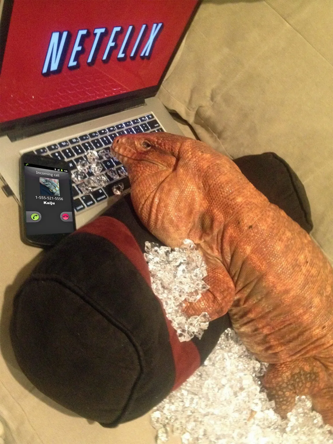 MacGyver the Lizard a Red Tegu Lizard That Thinks He’s a Dog ...