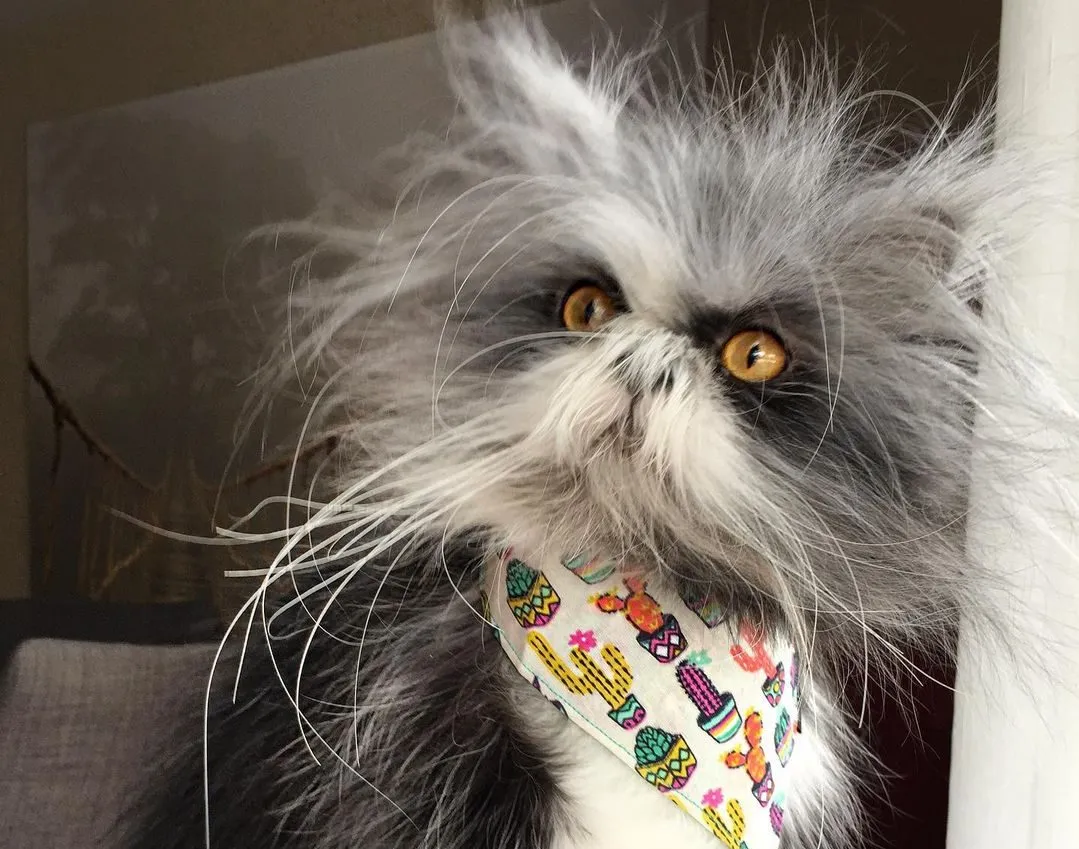 Atchoumthecat with a Tornado of Fur is “Hairy But Not Scary ...