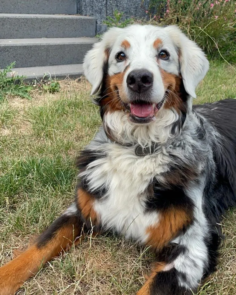 Fanny The Bernese Mountain Dog Is Literally Turning White and She Looks ...