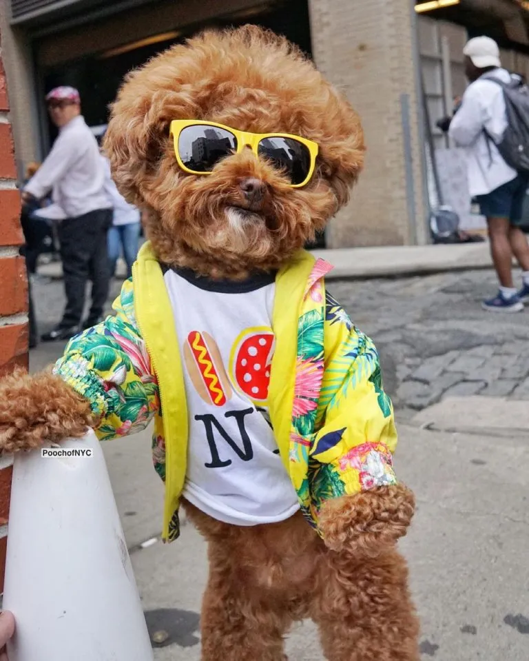 Agador The “Pooch of NYC” Has Got Style, Class, and Can We Hang Out ...