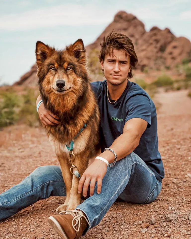 Wander With Willow’s Pack The First Wolfdog Clones in The World ...