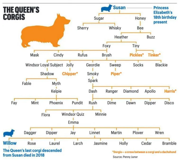 Guess who gets Queen Elizabeth II’s royal corgis? Hint: It’s not King ...