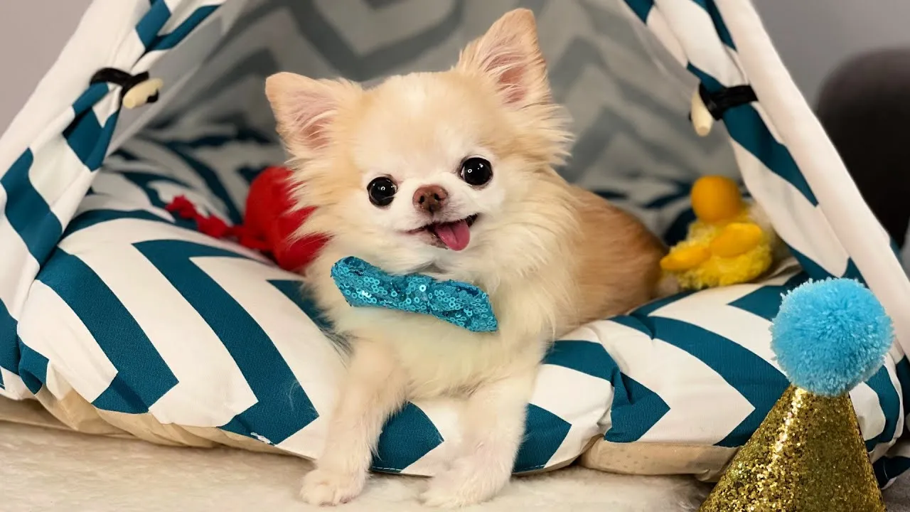 Cedric the Chihuahua a Runt with a Big Reach and Collector of Fine Mice ...