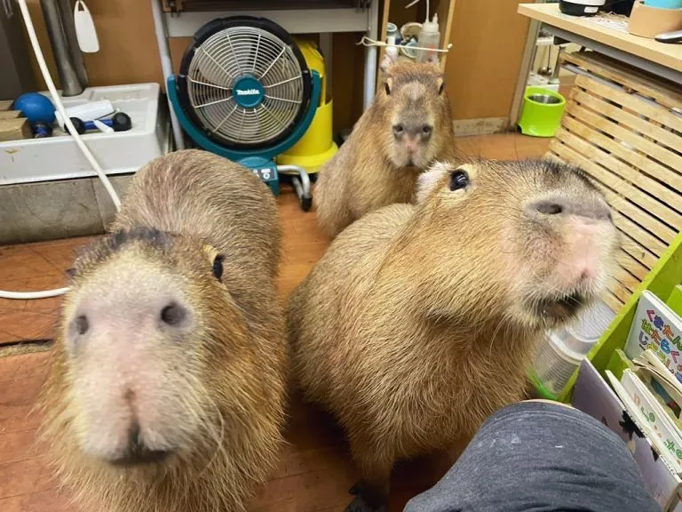 Capybaras, World’s Friendliest Animal, Friend to Humans, and Famous ...