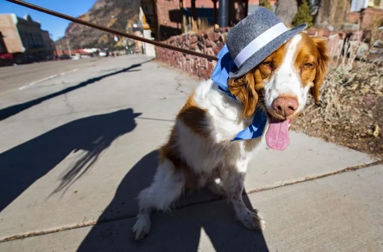 Dexter Dog Ouray Overcame Being Hit By a Car and Losing a Leg ...