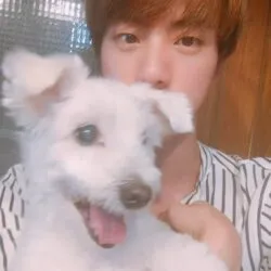 Jin Pets - Celebrity Pets