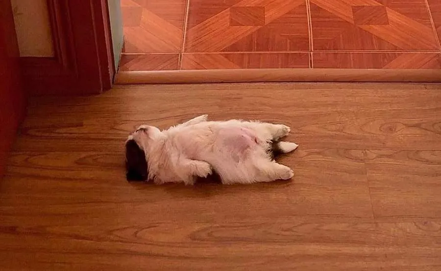 Tiny Paningning the Shih Tzu is a big MOOD - Celebrity Pets