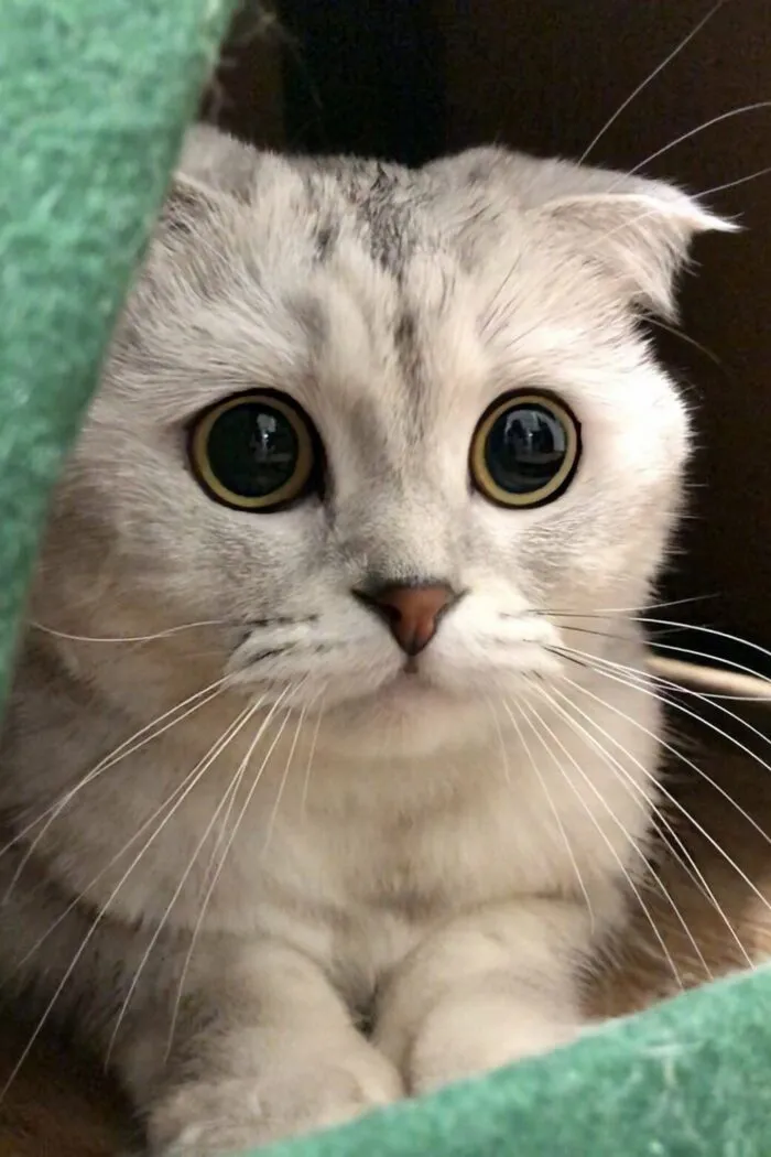 Sonya and Kisa – The Fun-Loving Scottish Fold Cats Who Create Videos - Celebrity Pets