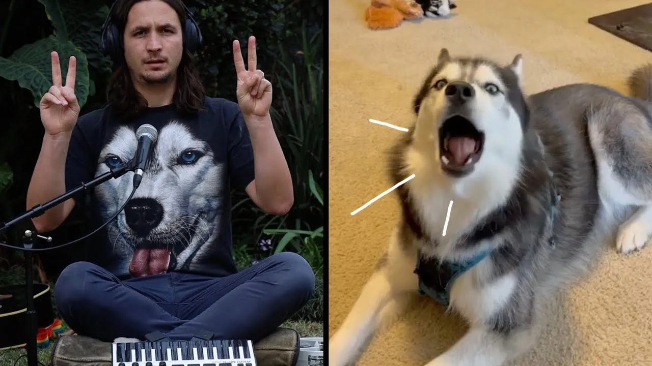 Haiku The Husky a Singing Dog Performing Microphone Woos Near You ...