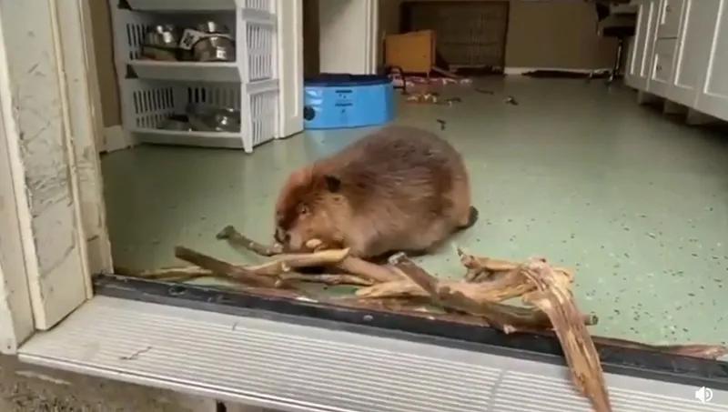 Beaver continues to build dams while in rehab center - Celebrity Pets