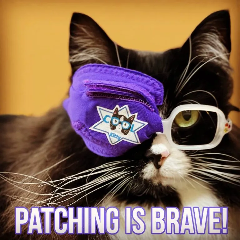 Truffles The Kitty: Helping Kids feel Comfortable about their Glasses ...