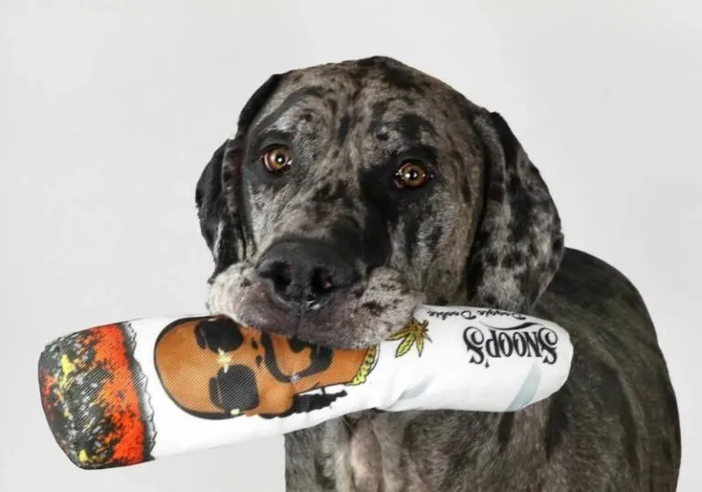 Snoop Dogg finally launches a pet accessories brand: Snoop Doggie Doggs ...