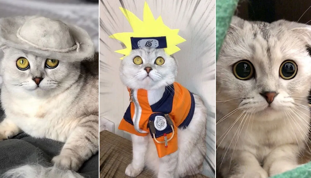 Sonya and Kisa – The Fun-Loving Scottish Fold Cats Who Create Videos - Celebrity Pets