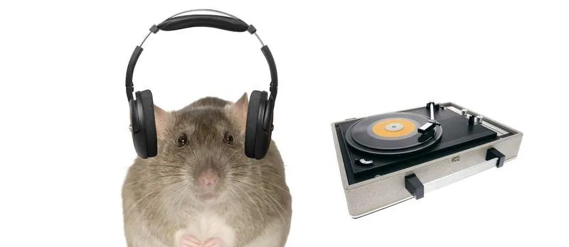 Study finds rats bop their heads to music by Lady Gaga, Michael Jackson ...