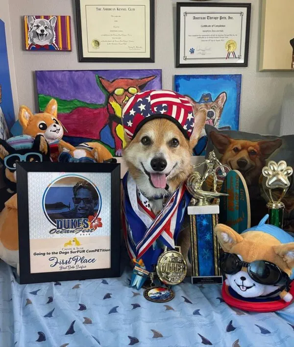 How Super Corgi Jojo Overcame Tragedy to Become a Surfing Champion ...