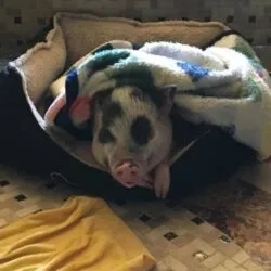 Travis Barker Pets - Celebrity Pets