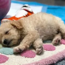 Viola Davis Pets - Celebrity Pets