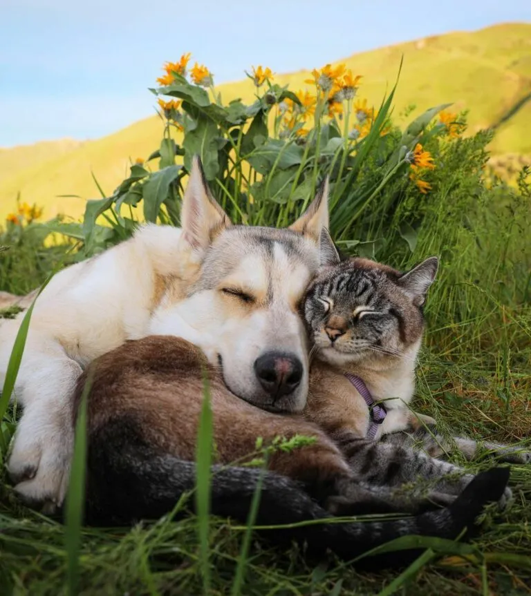 Henry, Baloo, and Pan – Dog and Cat Friends on An Adventure that ...