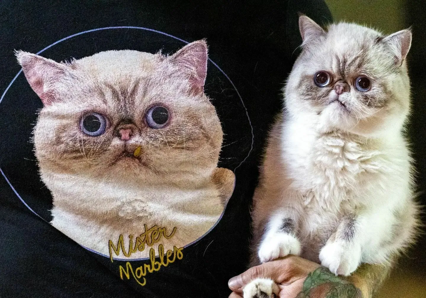Meet Mister Marbles, Lil BUB’s Space Cat Protege - Celebrity Pets