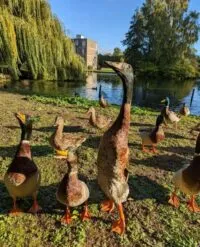Meet Long Boi – A really really long duck - Celebrity Pets