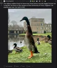 Memorial Statue Unveiled for Long Boi the Really Tall Viral Duck ...