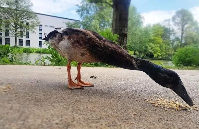 Meet Long Boi – A really really long duck - Celebrity Pets