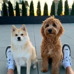 Travis Kelce Pets - Celebrity Pets