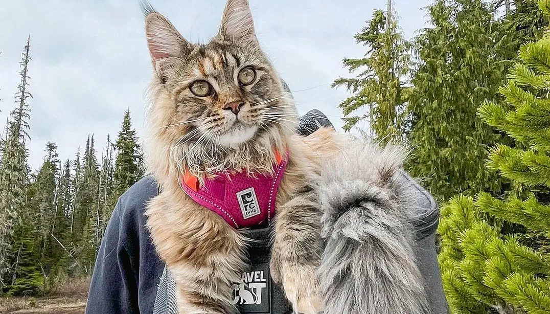Fig & Scout: Adventure Cats Living the Good Life on Vancouver Island ...