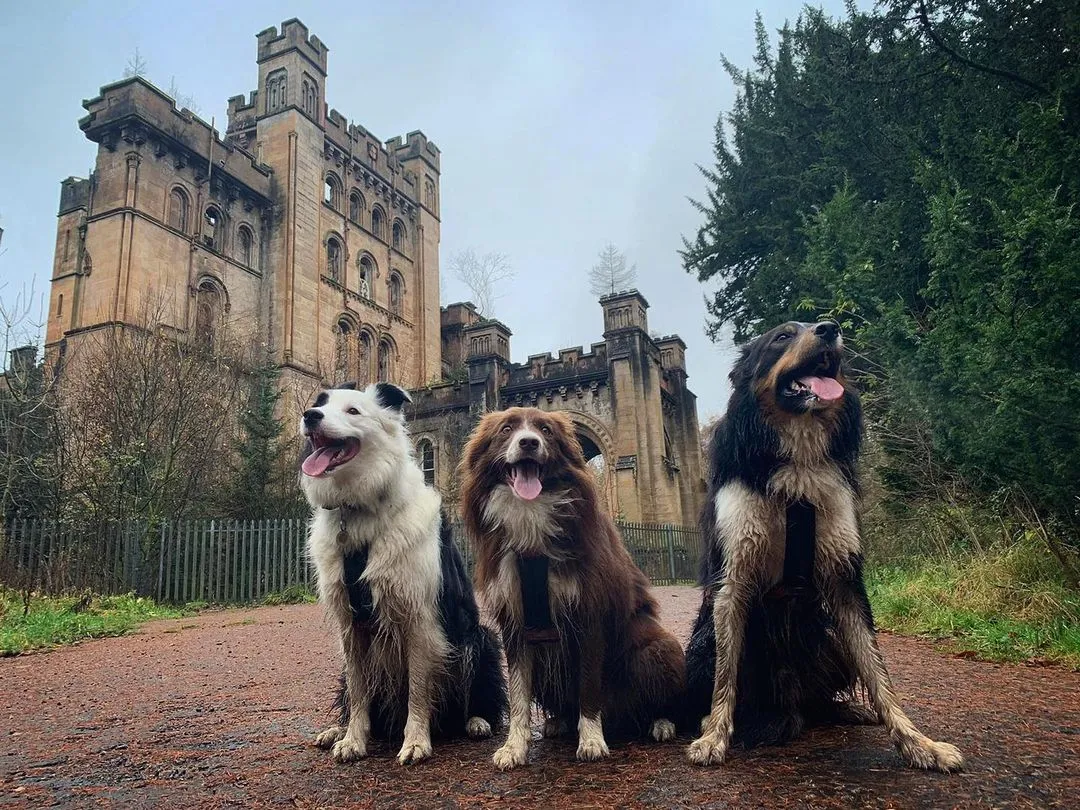 Roman and Eli, a Couple Dogs Exploring Their Ancestral Home of Scotland ...