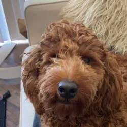 Adin Ross Pets - Celebrity Pets