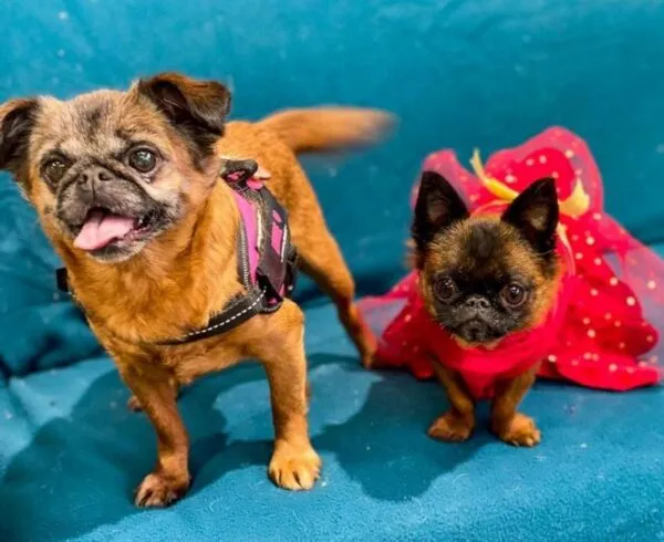 Dottie the Dwarf – Tiny Griffon, Giant Heart - Celebrity Pets