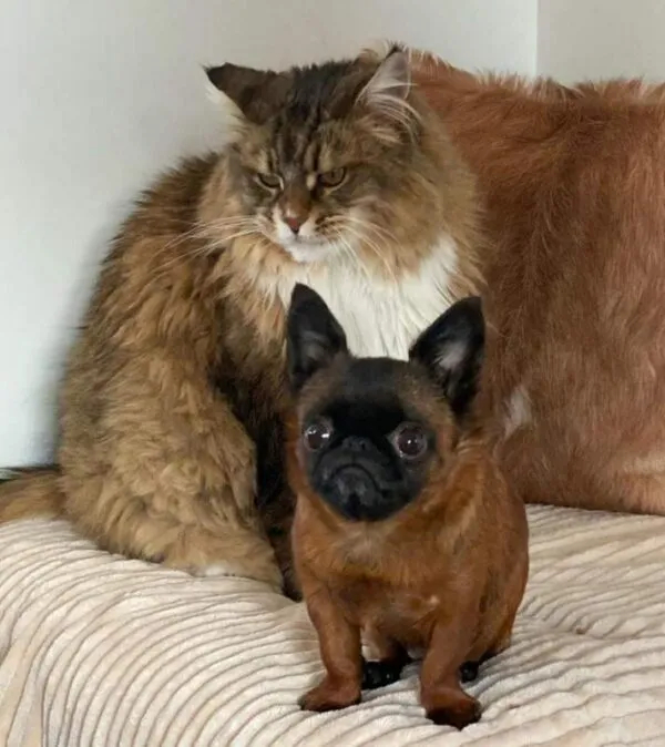 Dottie the Dwarf – Tiny Griffon, Giant Heart - Celebrity Pets