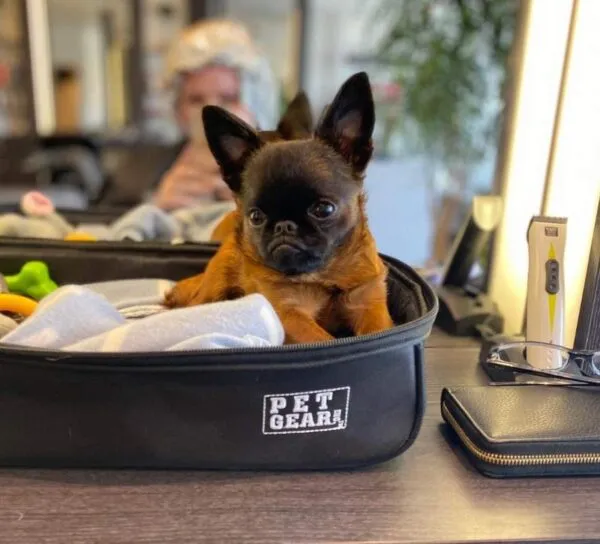 Dottie the Dwarf – Tiny Griffon, Giant Heart - Celebrity Pets