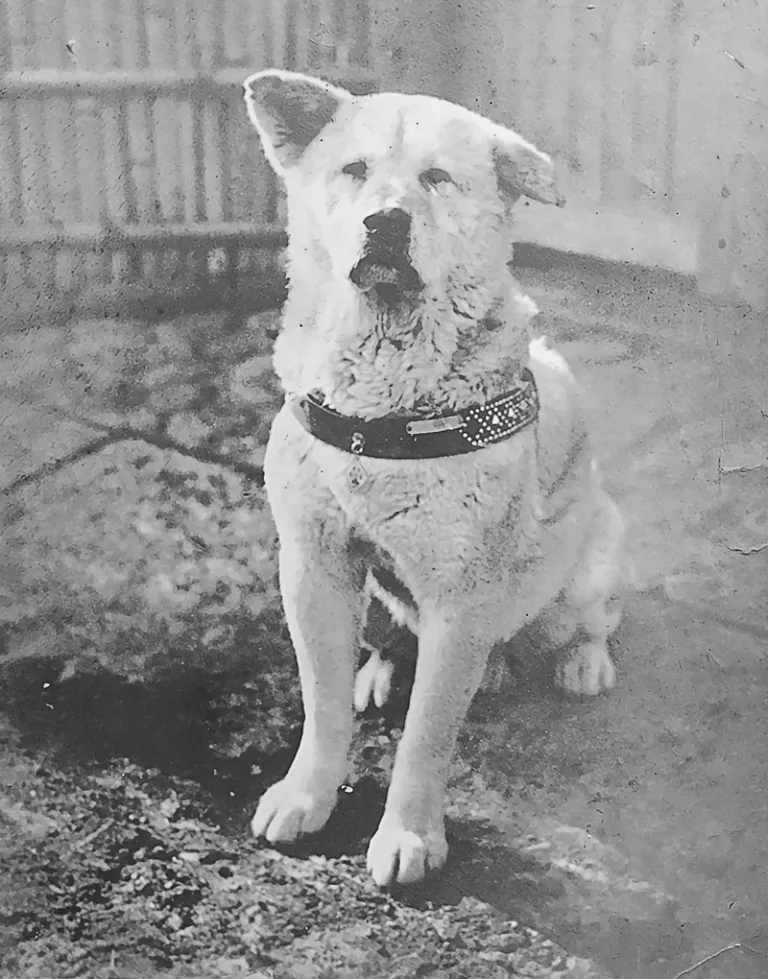 The Story of Hachikō, the Akita That Waited Every Day For His Human ...