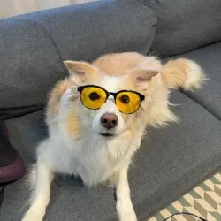 Jake (ENHYPEN) Pets - Celebrity Pets