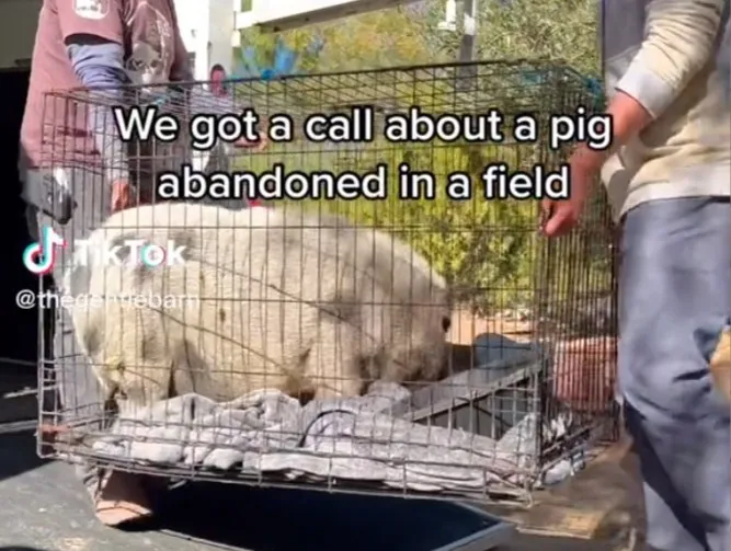 Logan Paul’s pig Pearl found abandoned and neglected, rescued by Gentle ...