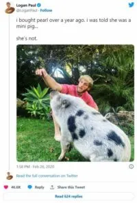 Logan Paul’s pig Pearl found abandoned and neglected, rescued by Gentle ...