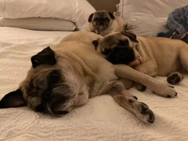 Maggie the Pug Falls in Love with her Doppelganger Statue - Celebrity Pets
