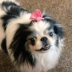 Markiplier Pets - Celebrity Pets