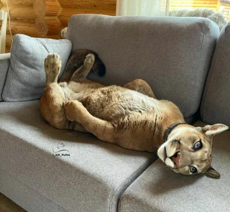 Messi the Puma: Not your average house cat - Celebrity Pets