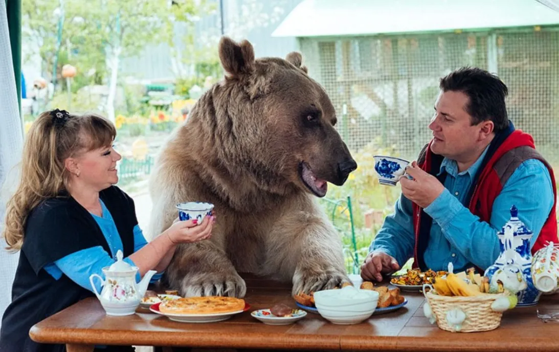 Stepan the House Bear: From Rescue to World-Famous Model - Celebrity Pets