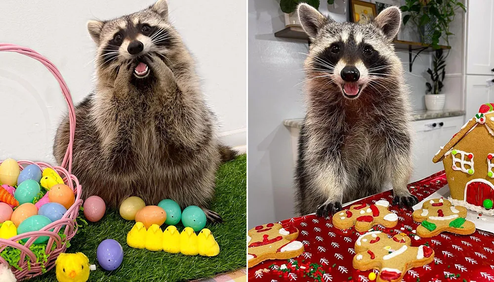 Cheeto & Piper The Rescued Raccoons That Fingerpaint Terrible Days Away ...